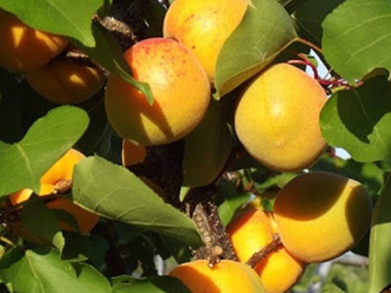 Sadnice kajsije - Kečkemetska ruža - Alekomerc